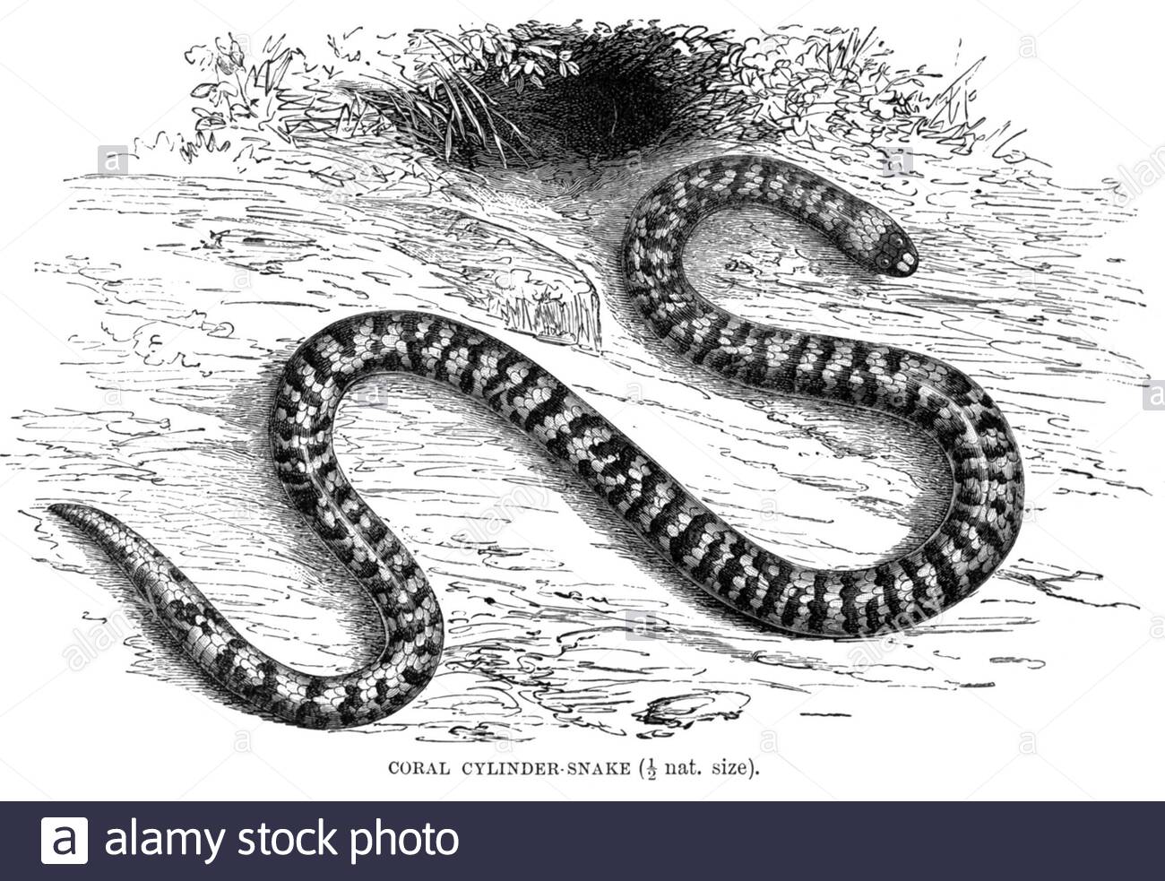 Coral Cylinder Snake (Anilius scytale), vintage illustration from 1896 ...