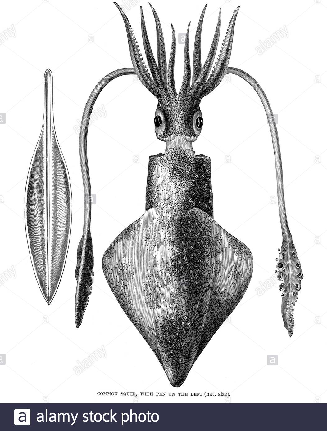 Squid drawing vintage Cut Out Stock Images & Pictures - Alamy
