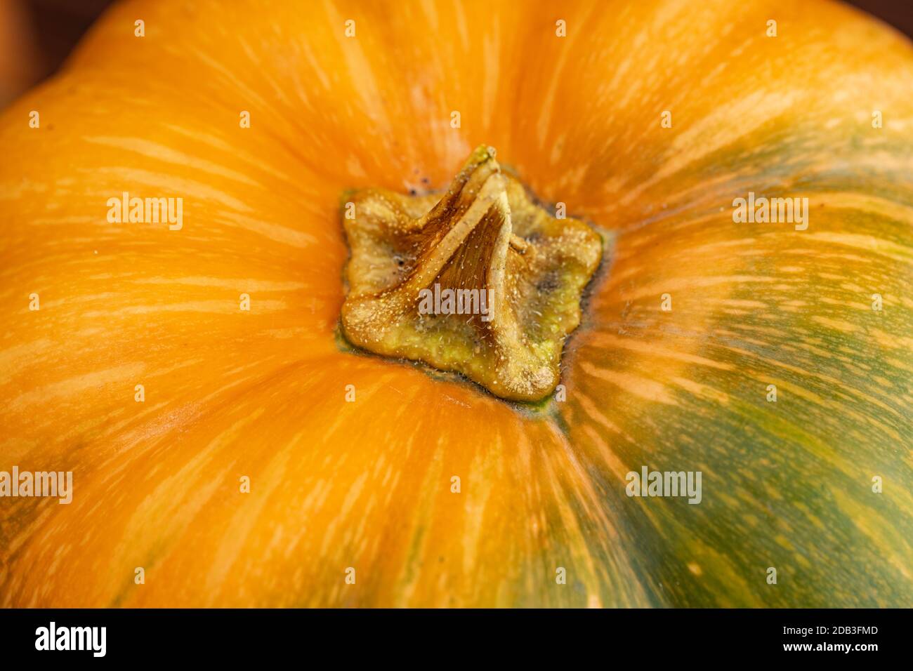 Close up photo of a pumpkin's tail Stock Photo - Alamy
