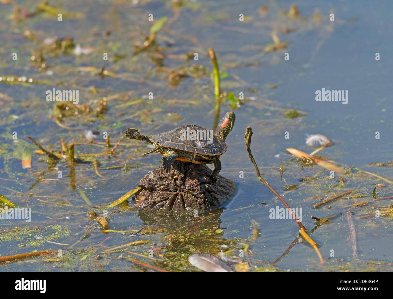 Red Eared Slider Turtle Trying to Fly in Brazos Bend State Park in ...