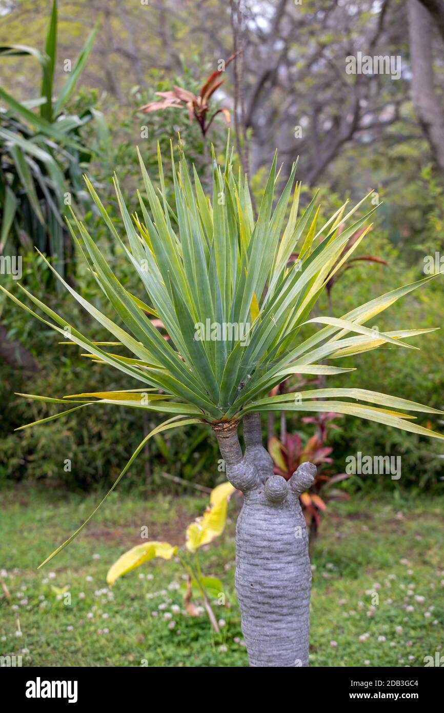Three branches of a Dragon tree also known as Dracaena draco or Drago ...