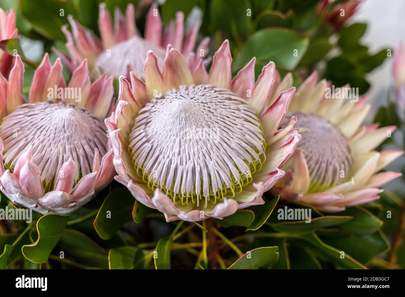 King protea or protea cynaroides the national flower of South Africa ...