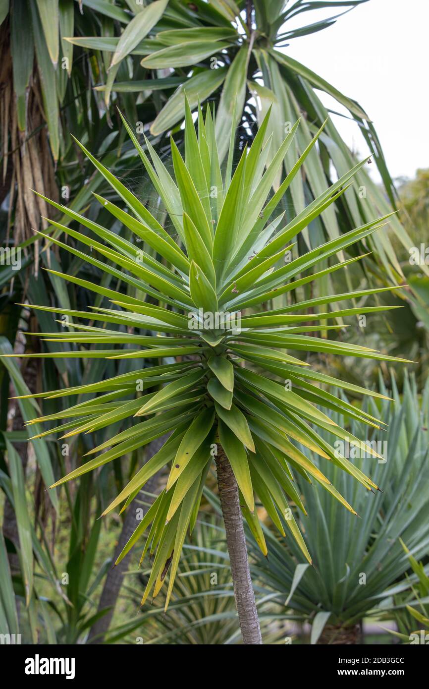 Three branches of a Dragon tree also known as Dracaena draco or Drago ...
