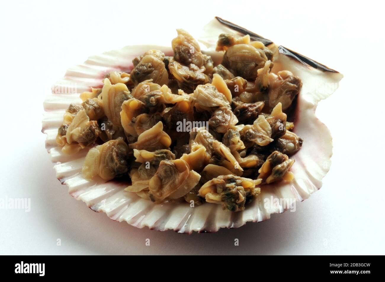 Close up of shelled clams in the scallop shell Stock Photo - Alamy