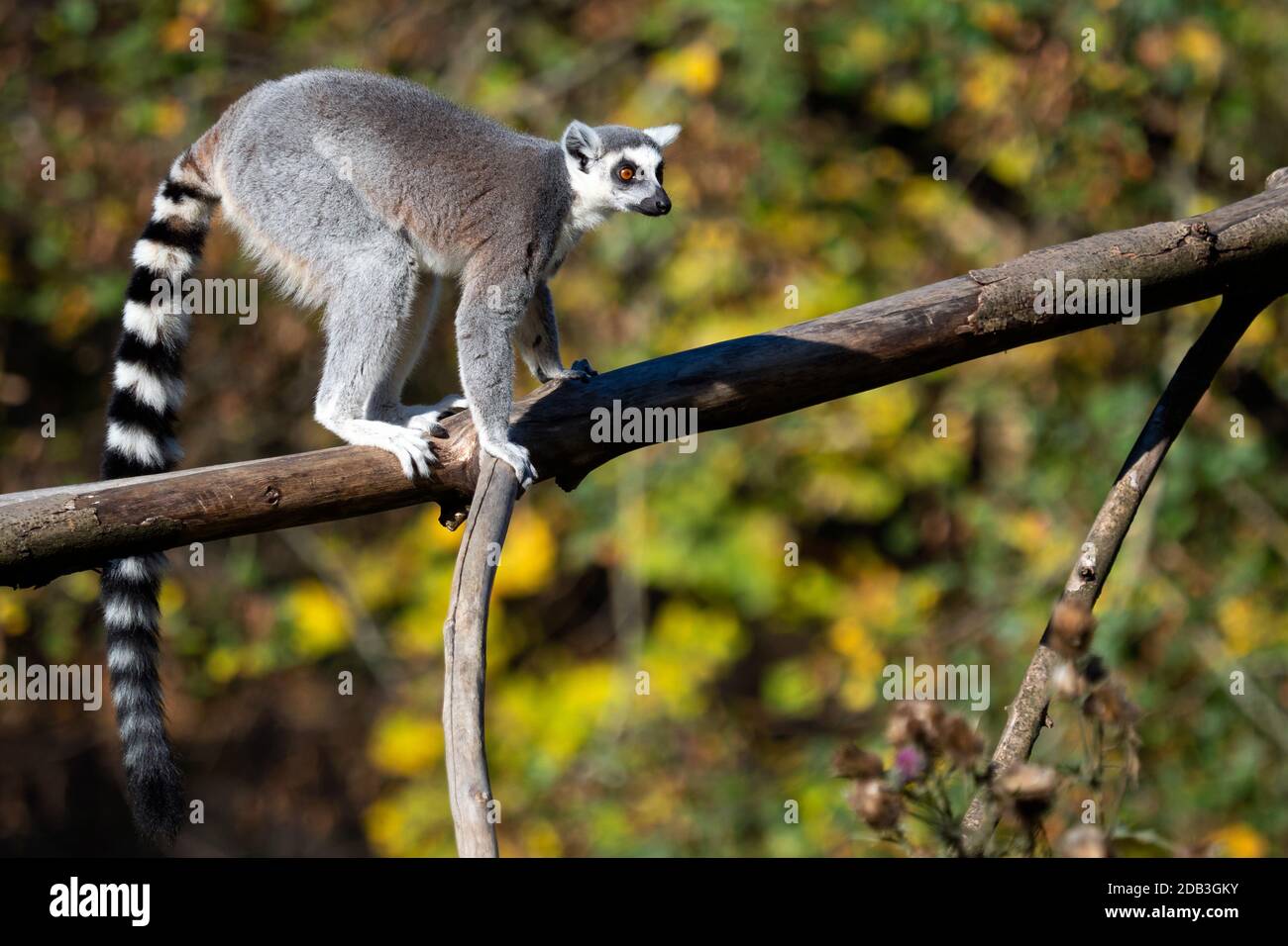 Lemur catta on the tree. The ring-tailed lemur (Lemur catta) is a large ...