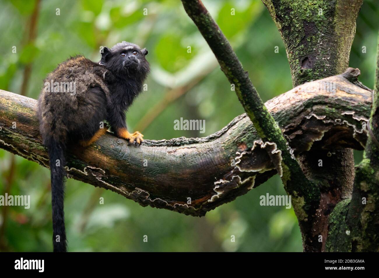 Golden handed Tamarin. Tamarin Saguinus midas sitting on branch. Wild ...