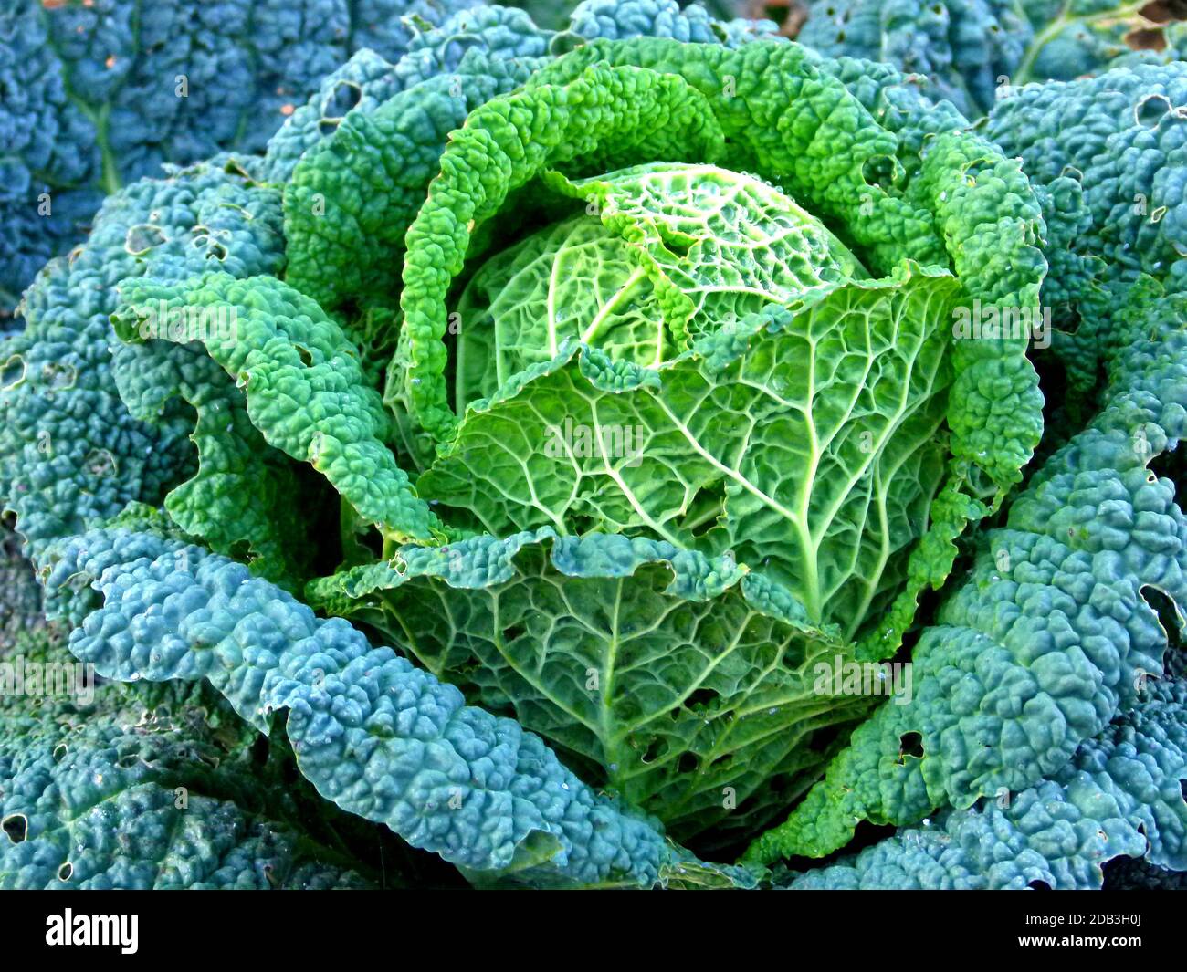 Savoy cabbage cultivation in southern germany hi-res stock photography ...