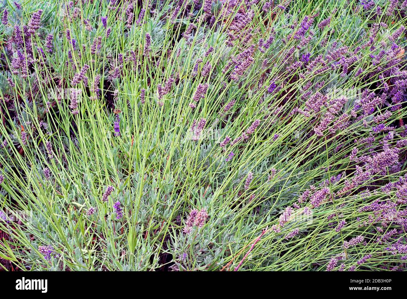 Lavender hedge hi-res stock photography and images - Alamy