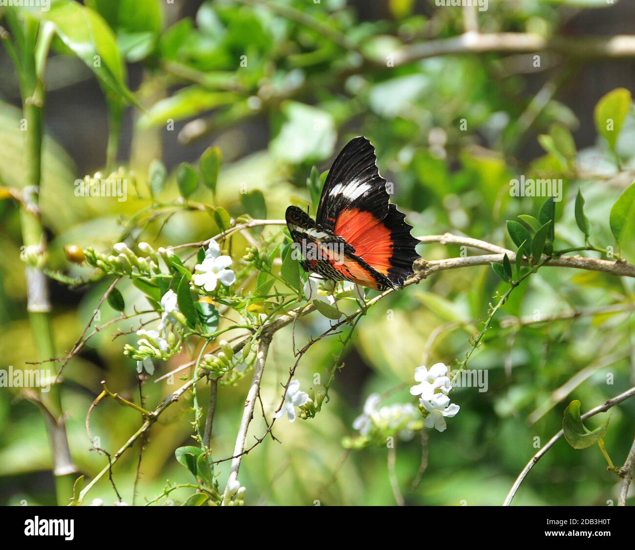 butterfly in the Philippines Stock Photo - Alamy