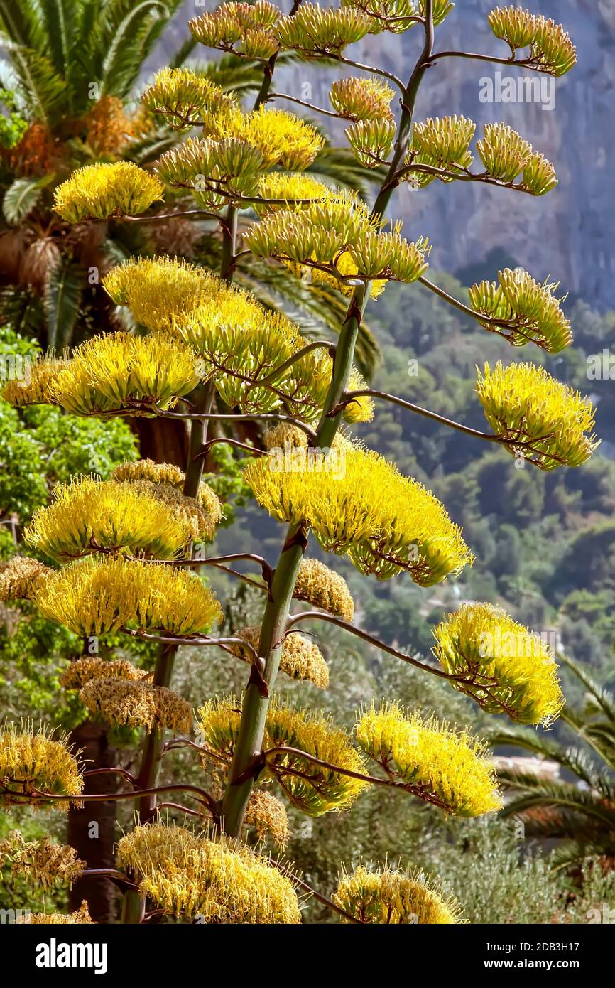 Agave plant blooming hi-res stock photography and images - Alamy