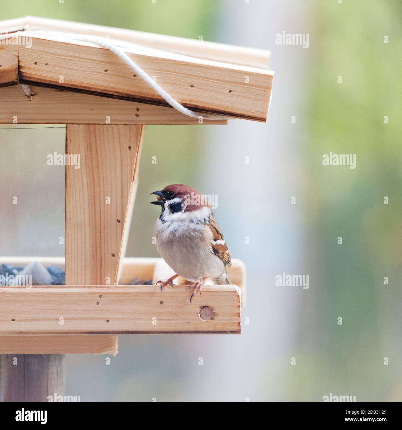 Sparrow with food in his beak at a feeder Stock Photo - Alamy