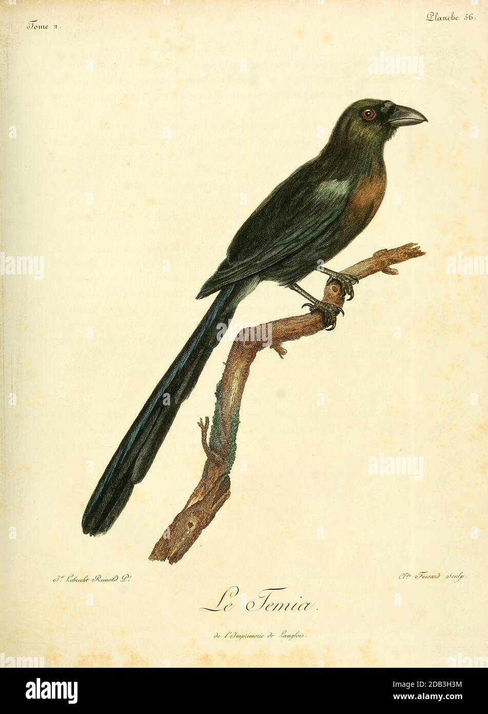 Crow family corvidae hi-res stock photography and images - Alamy