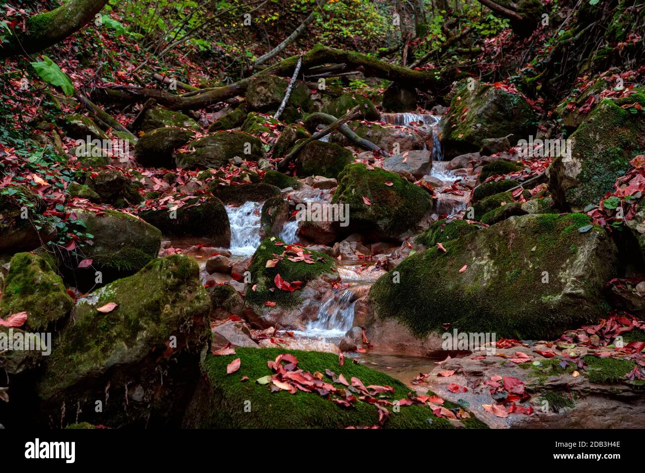 Mountain stream flowing between fallen trees and mossy stones Stock ...