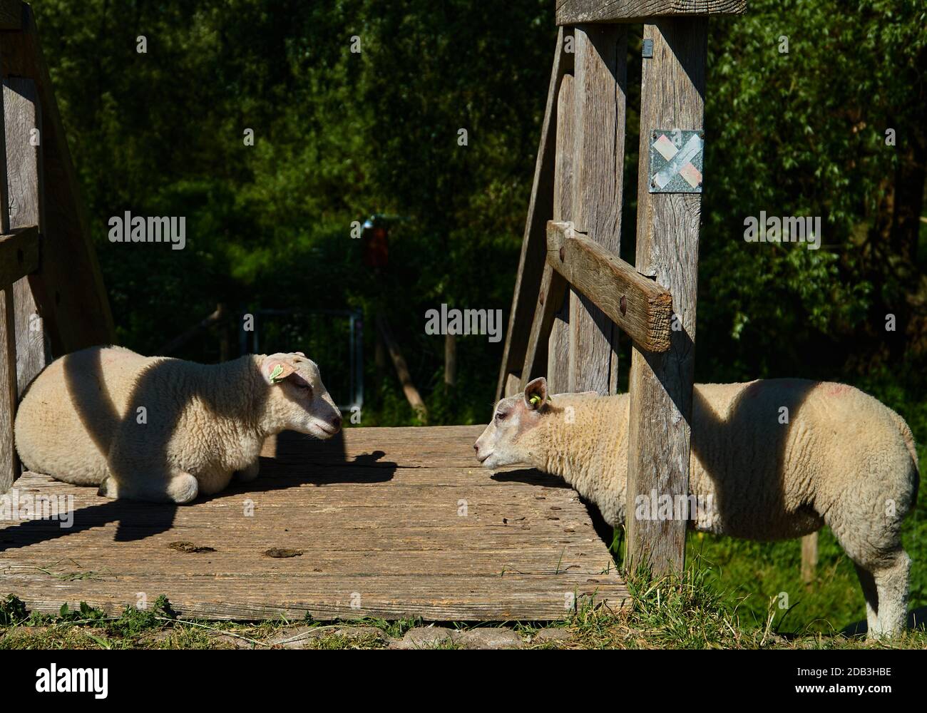 Sheep over bridge hi-res stock photography and images - Alamy