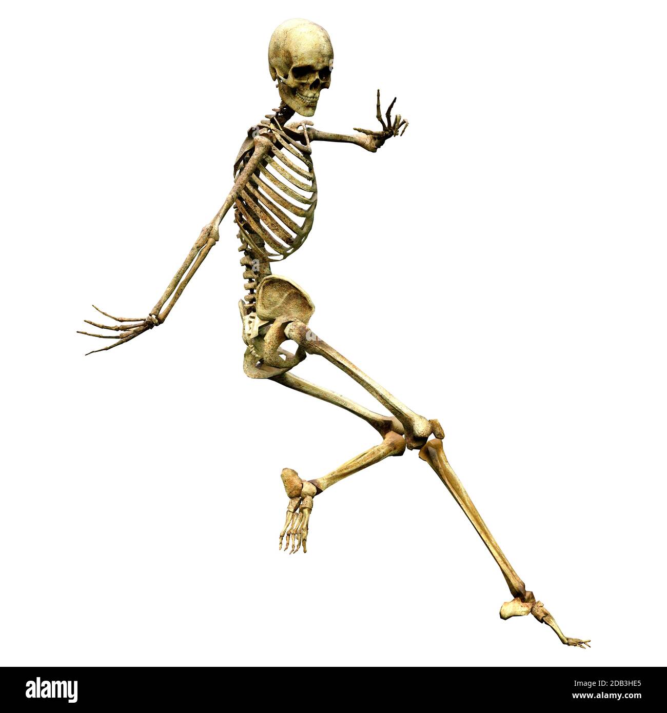 3D rendering of a human skeleton isolated on white background Stock ...