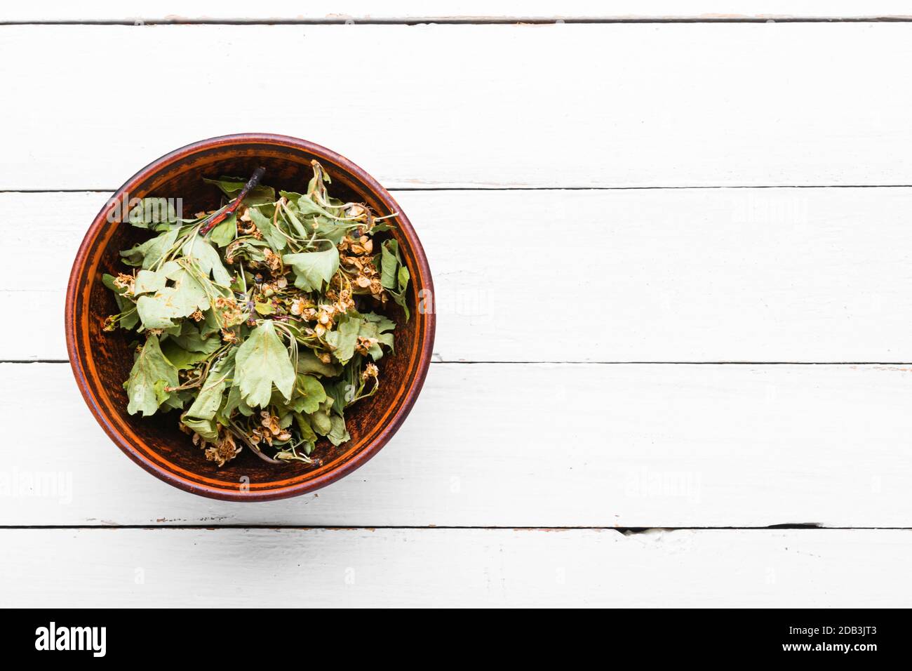 Medicinal plant hawthorn or haw in herbal medicine.Copy space Stock ...