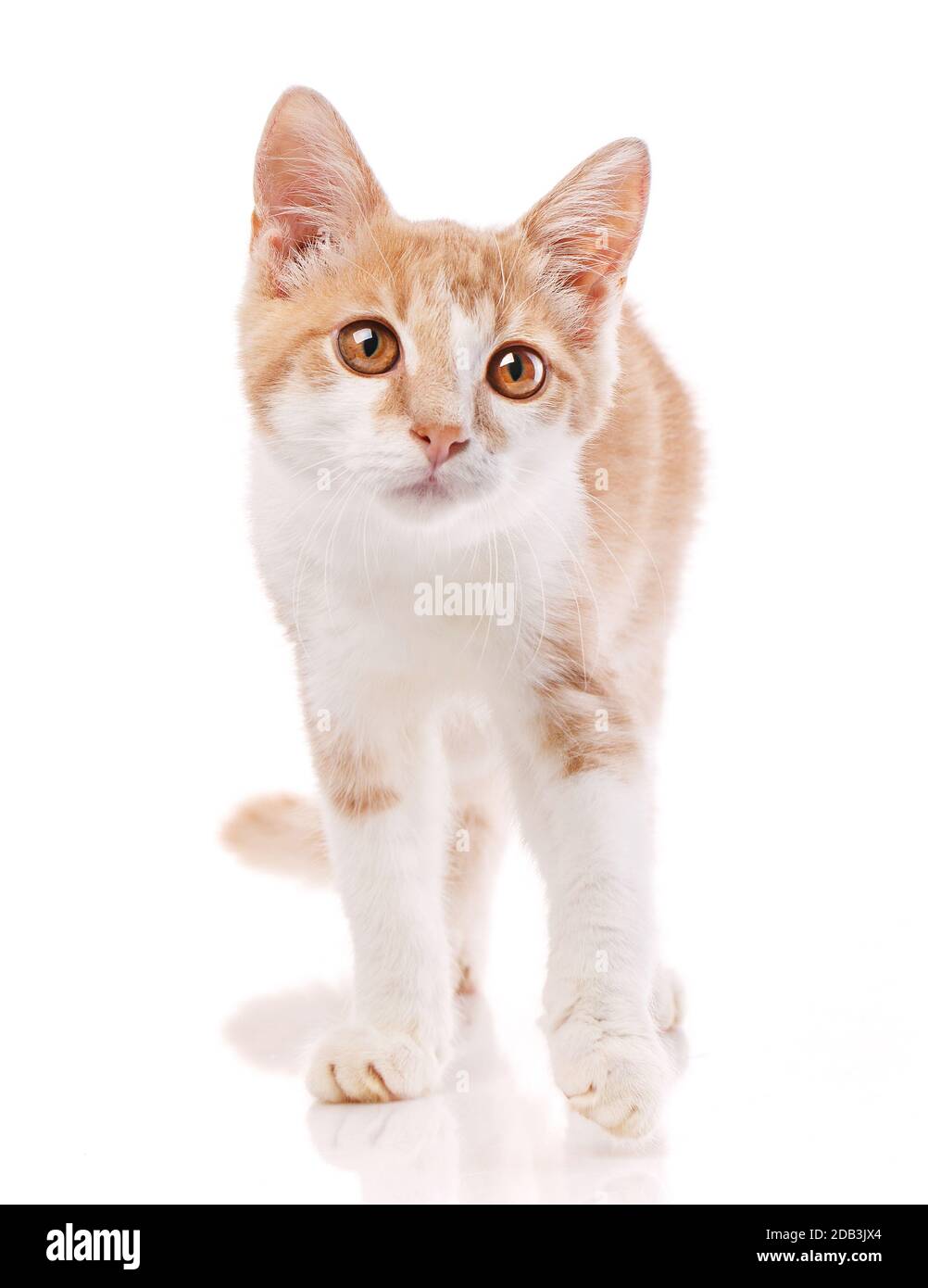 Red male cat, walking towards camera, isolated in white Stock Photo - Alamy