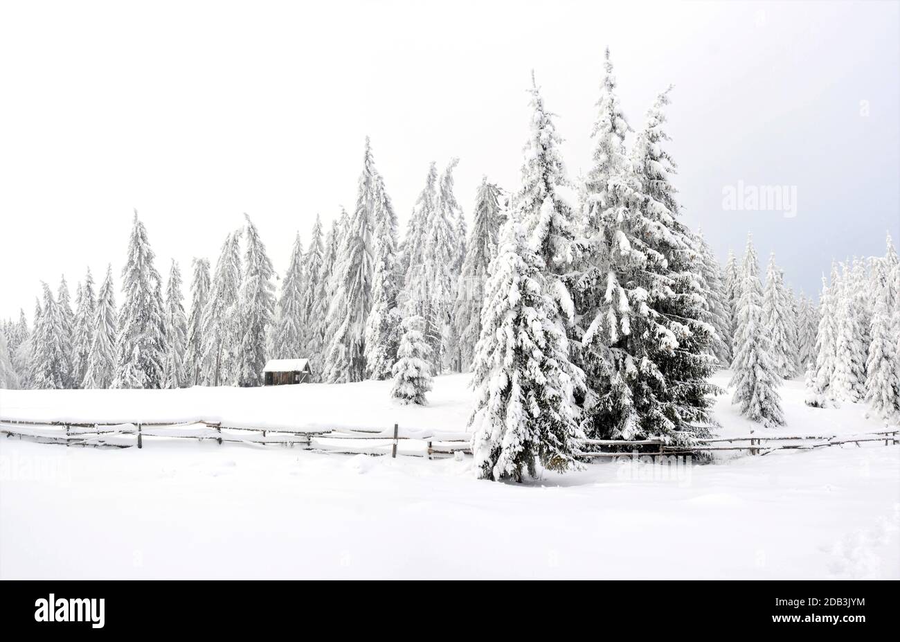 The beautiful snow-capped fir trees in the forest under a cloudy sky ...