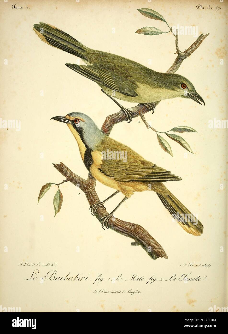 South african birds drawing hi-res stock photography and images - Alamy