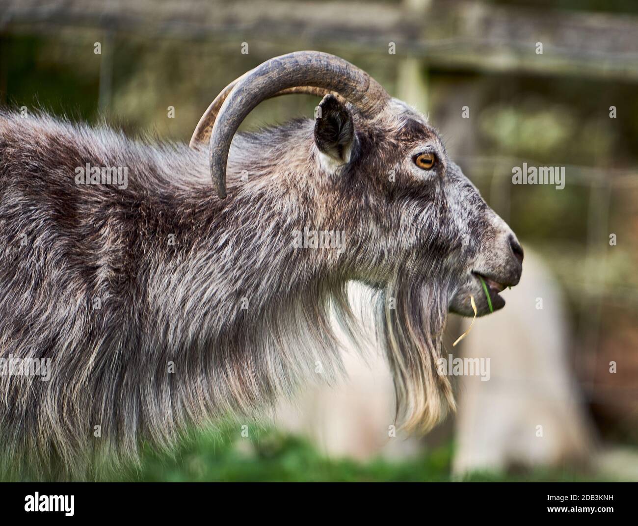 Goat profile hi-res stock photography and images - Alamy