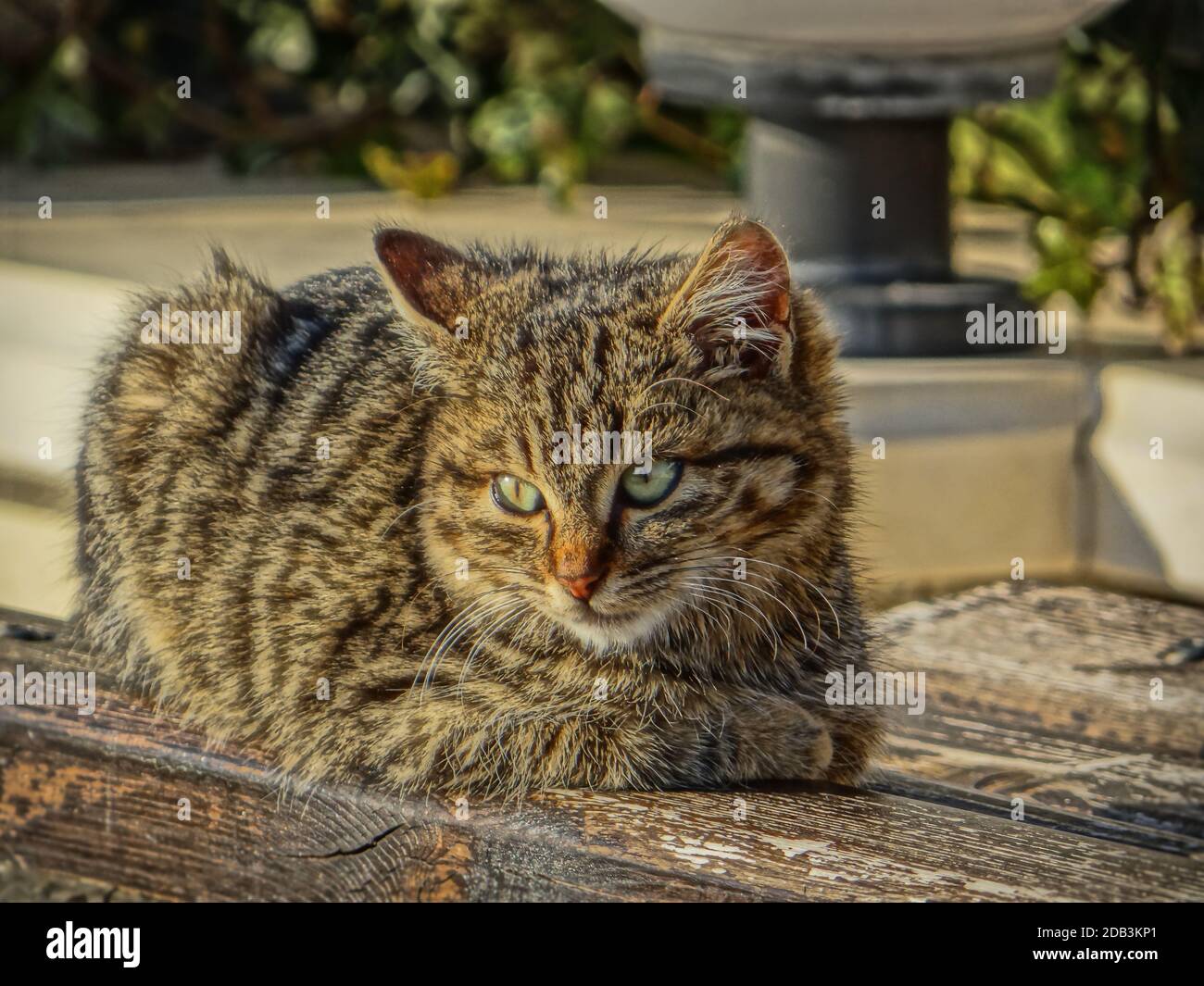 Fuzzy cat hi-res stock photography and images - Alamy