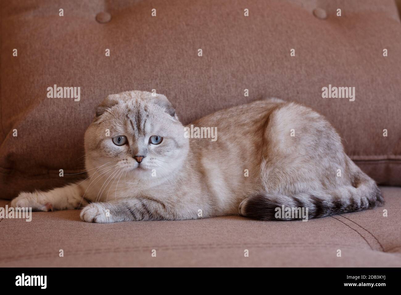 Pet: A Scottish cat lies on the couch and looks alert and smart. Side ...