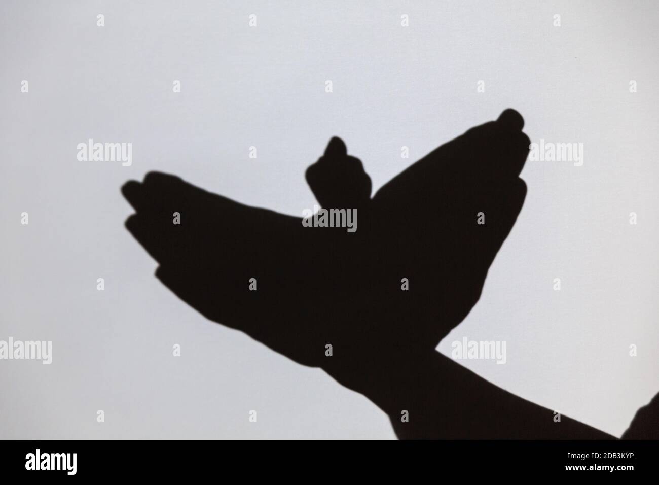 play shadow projected on a white screen. the person's hands shape a ...