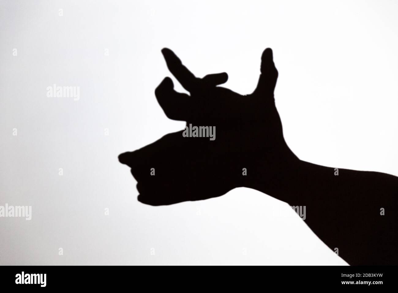 play shadow projected on a white screen. the person's hands shape a ...