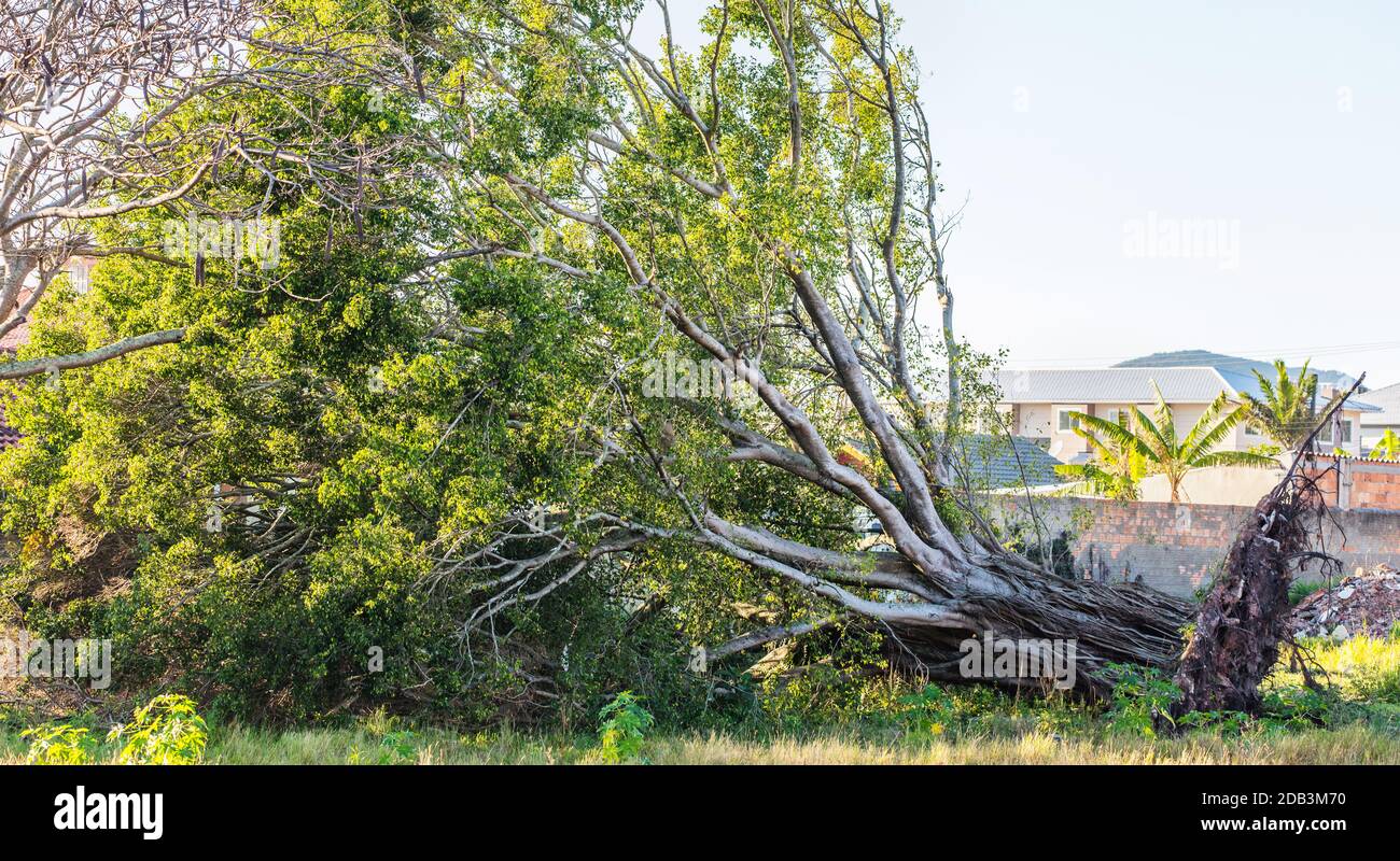 A broken tree fallen on the grass-covered meadow Stock Photo - Alamy