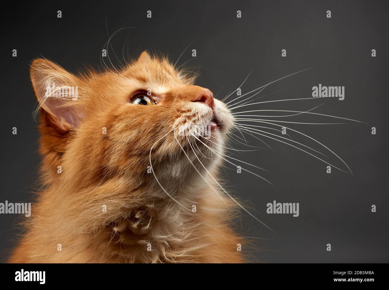 portrait of adult ginger cat with big white mustache, animal posing on ...