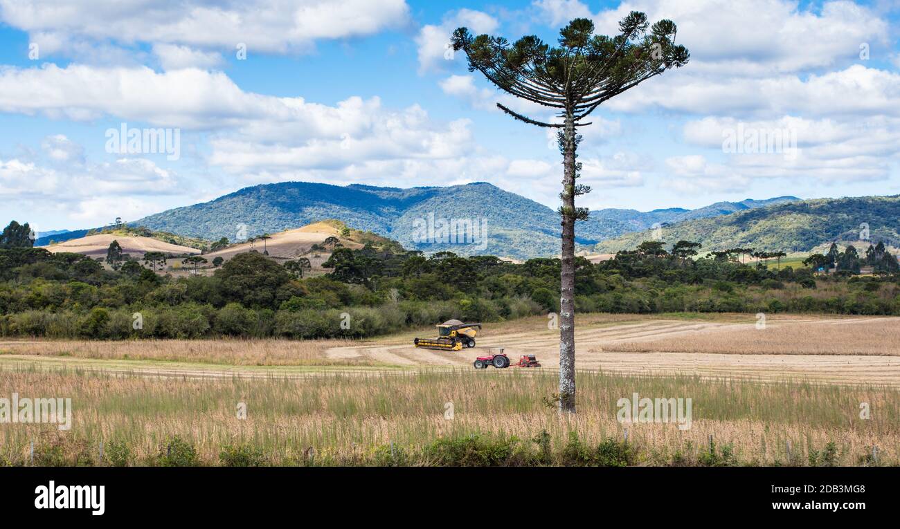 A single tree in the middle of an agricultural farm in Southern Brazil ...