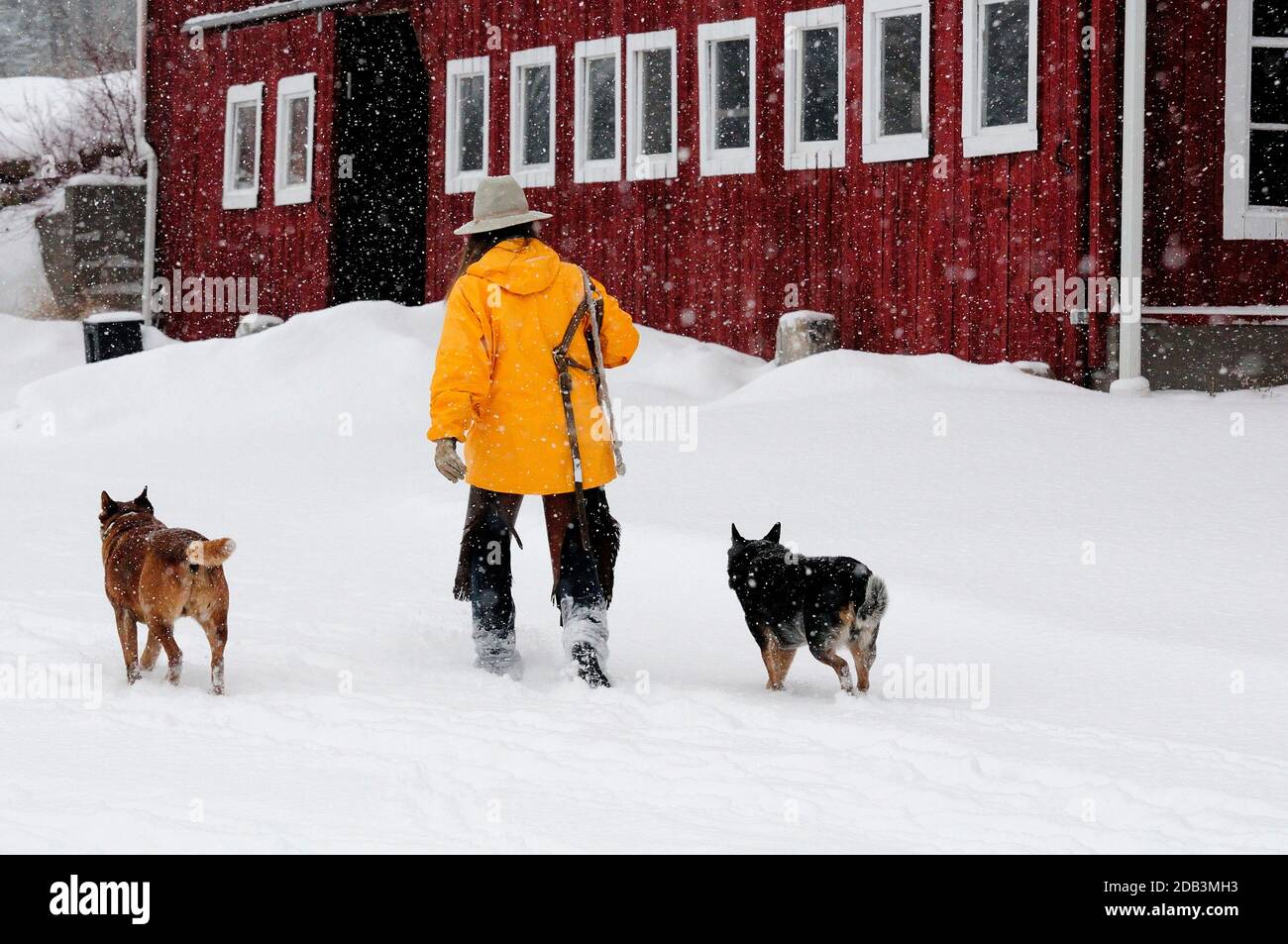 Pennsylvania farm animals hi-res stock photography and images - Alamy