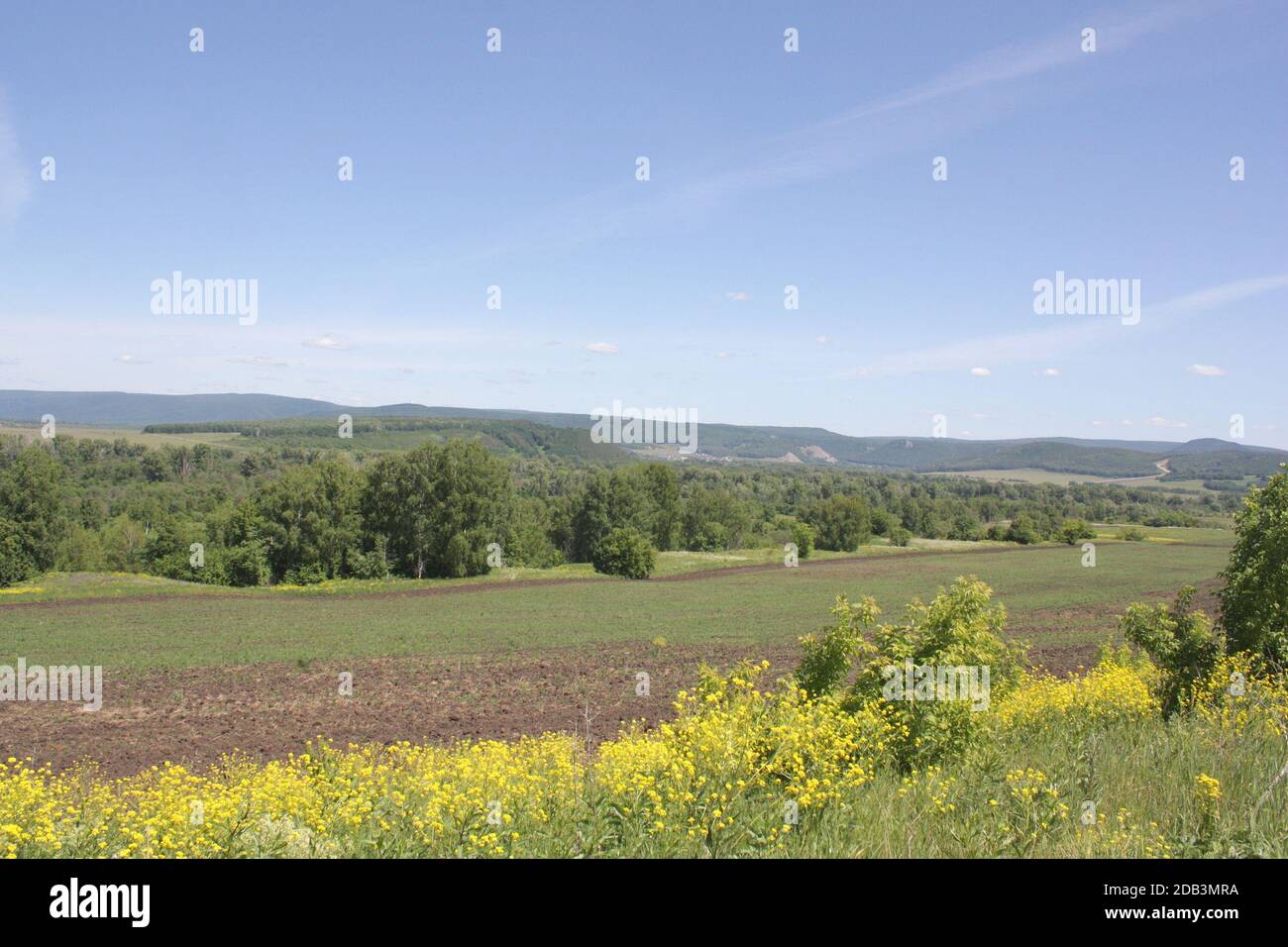 Beautiful summer landscape, forest on the hill Stock Photo - Alamy