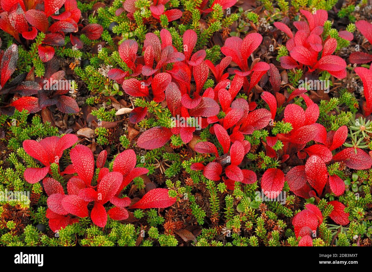 Plants with red leaves, Katmai National Park, Alaska, USA Stock Photo ...