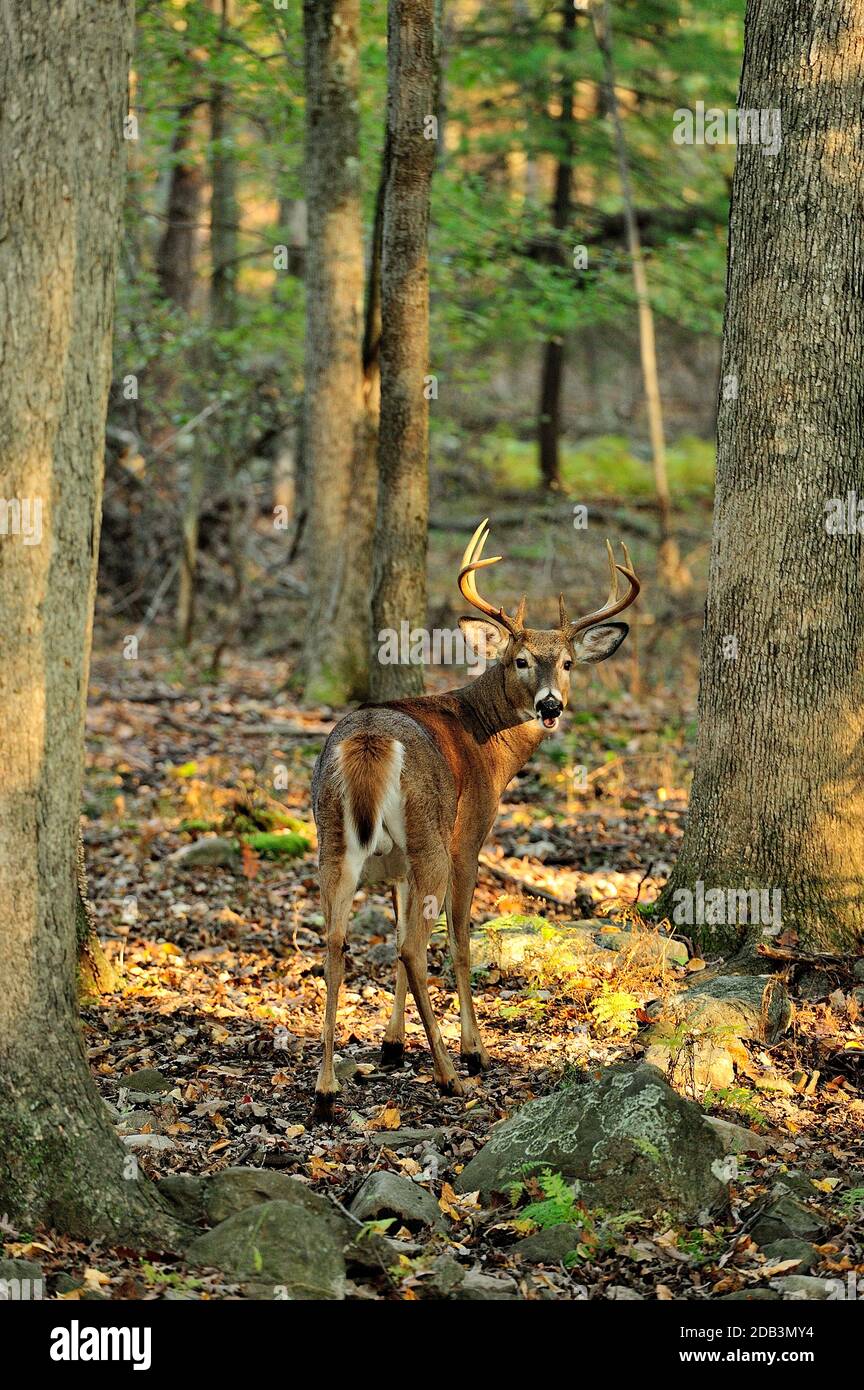 Whitetail deer in pennsylvania hi-res stock photography and images - Alamy