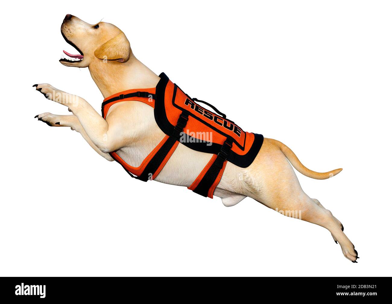 3D rendering of a yellow labrador rescue dog isolated on white ...