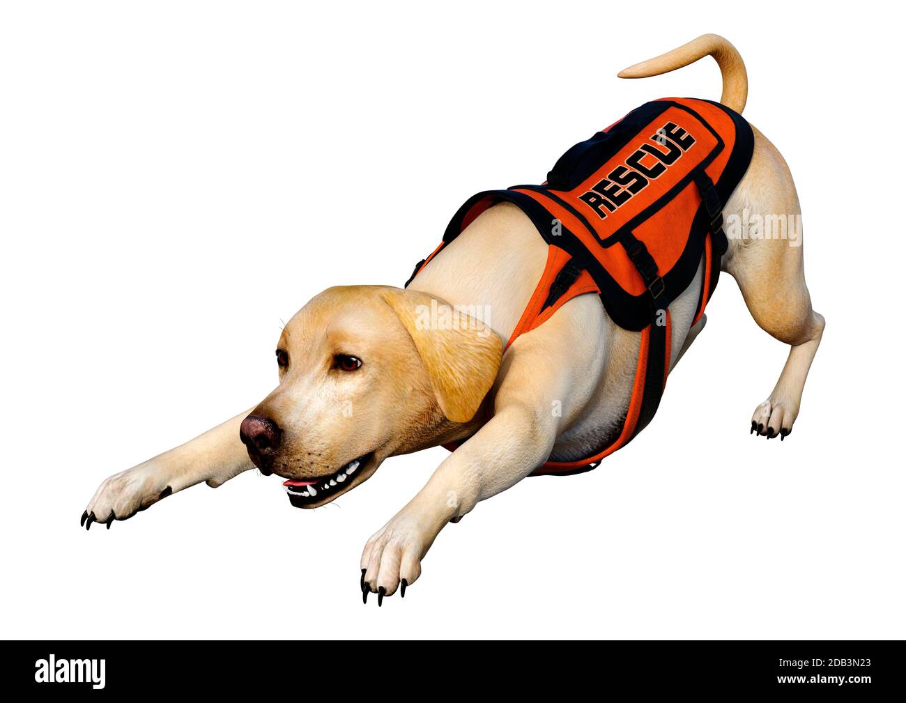 3D rendering of a yellow labrador rescue dog isolated on white ...