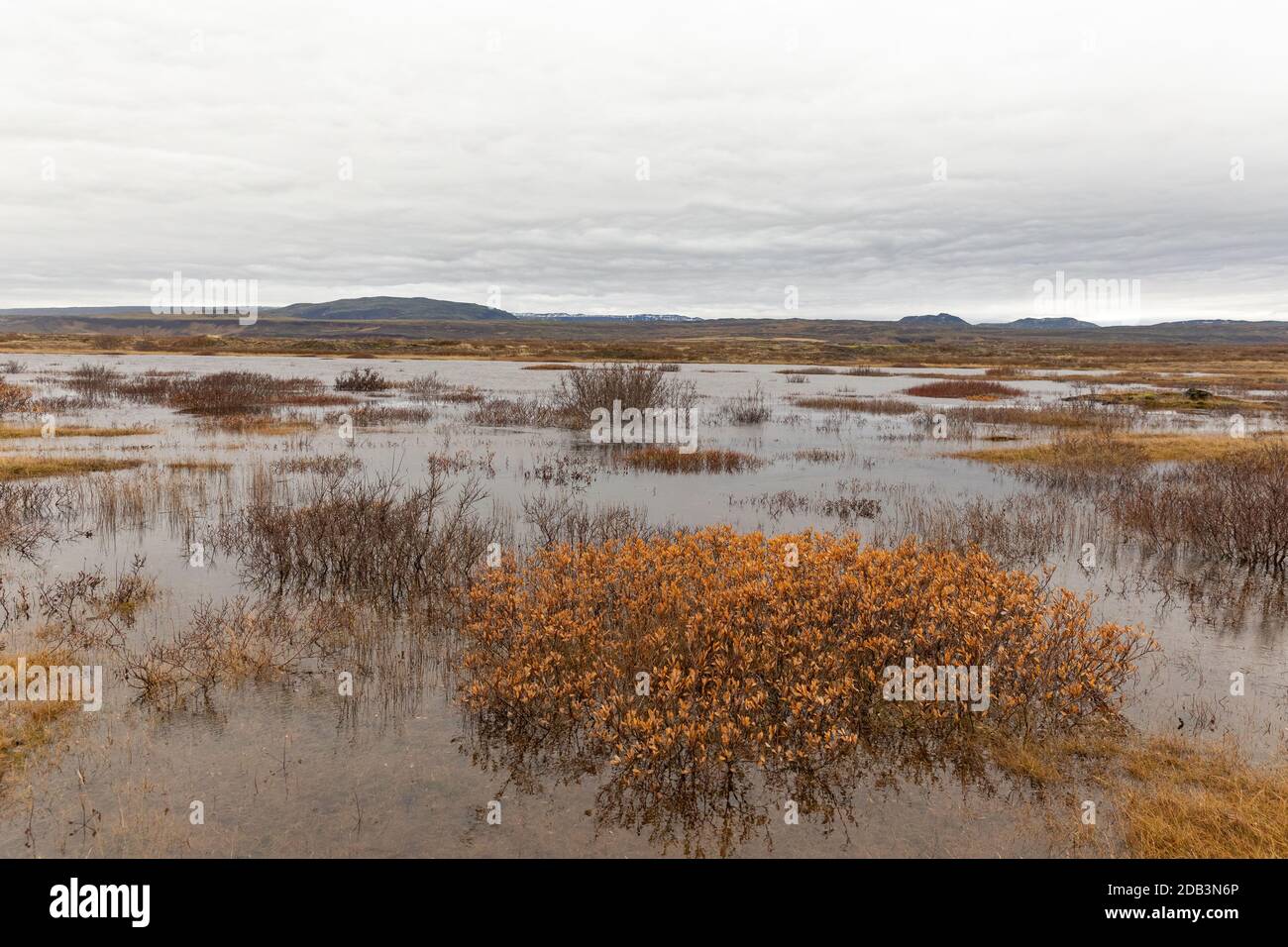 A salt marsh along the Icelandic coastline Stock Photo - Alamy