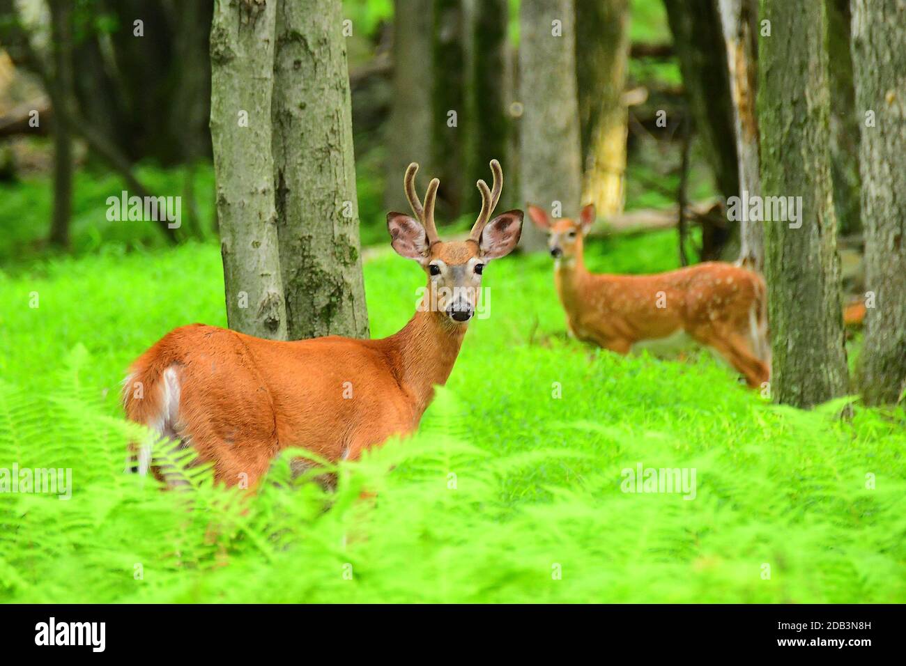 Whitetail deer in Pennsylvania woods Stock Photo - Alamy