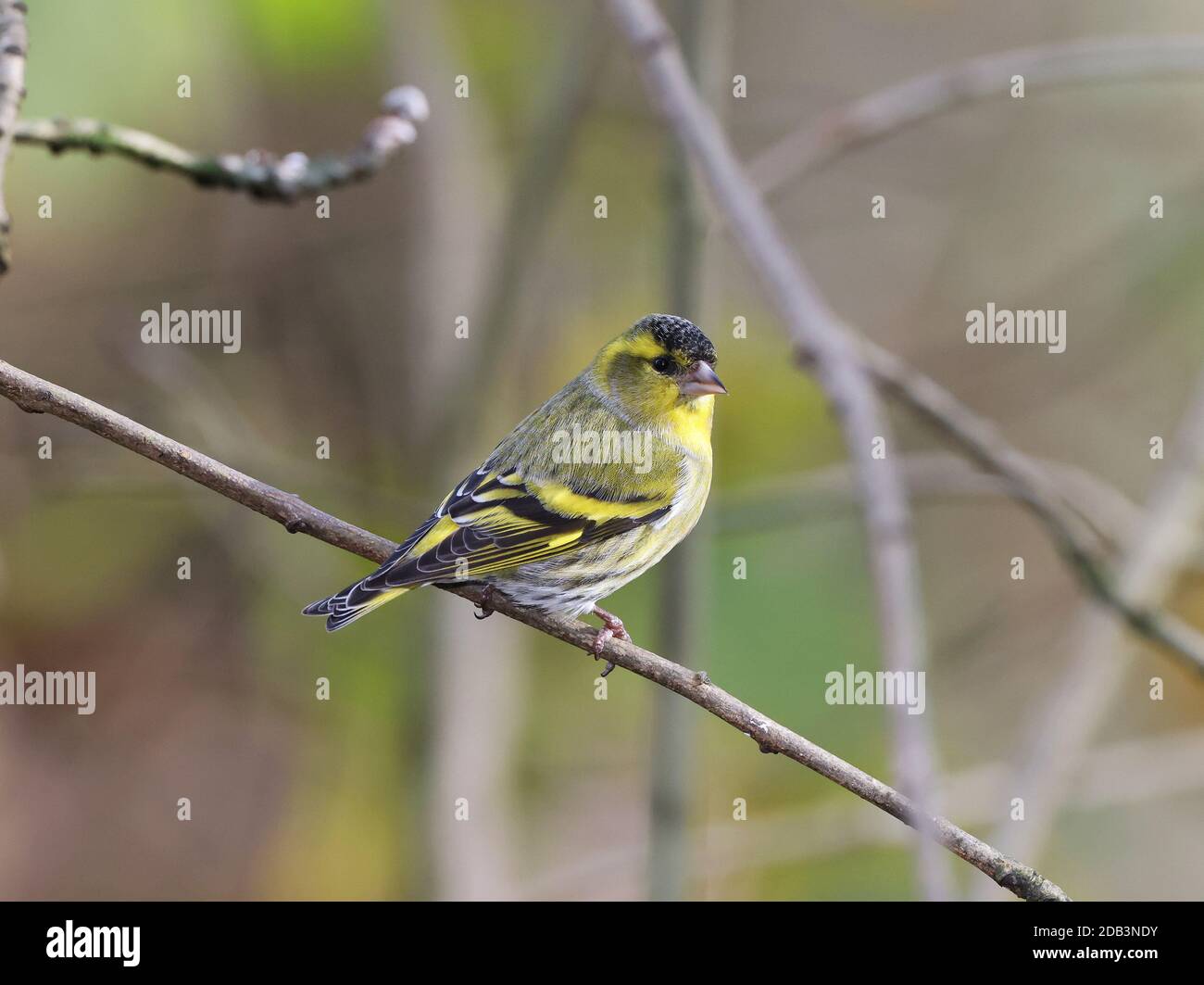Welsh woodland birds hi-res stock photography and images - Alamy