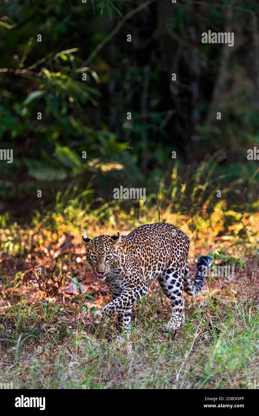 Indiaclicks hi-res stock photography and images - Alamy