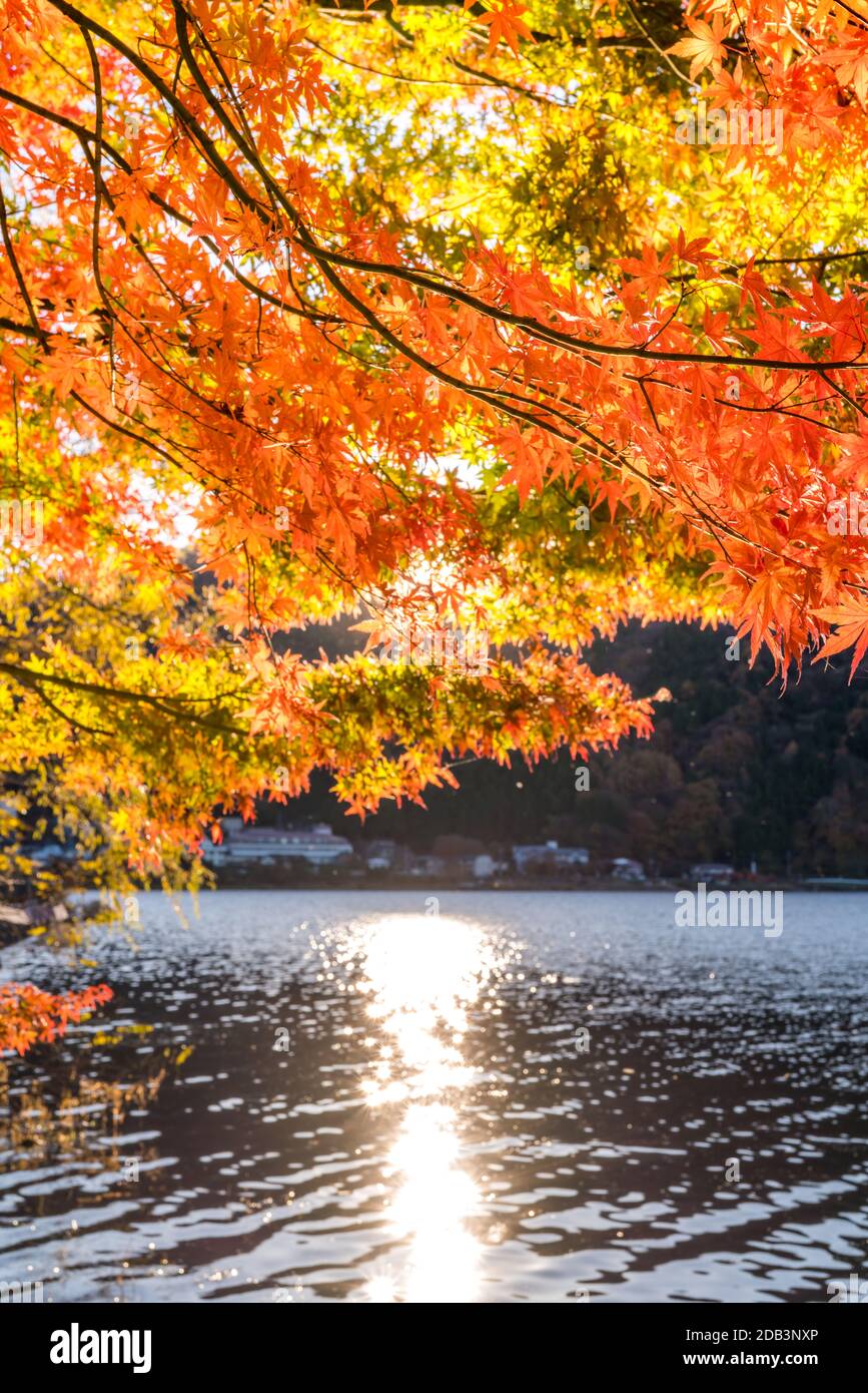 Colorful Autumn in Mount Fuji, Japan - Lake Kawaguchiko is one of the ...