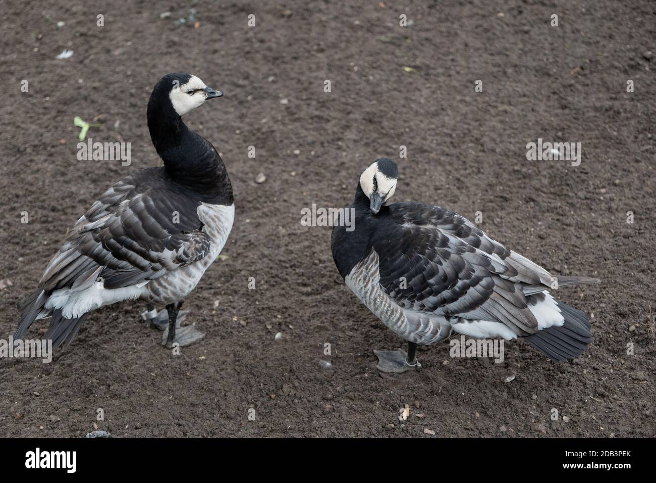 Black geese hi-res stock photography and images - Alamy