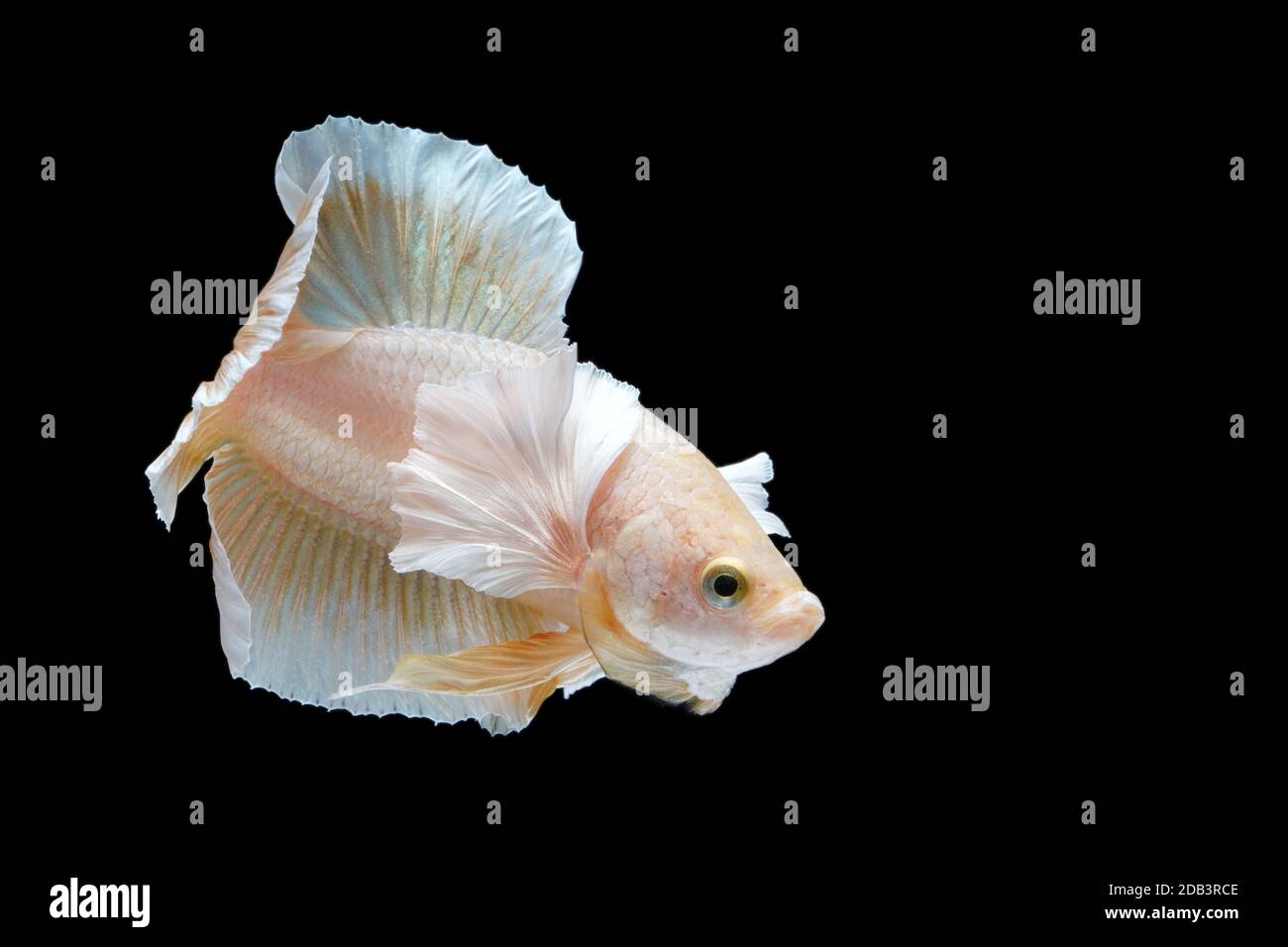 Aggressive fighting fish on black background Stock Photo - Alamy