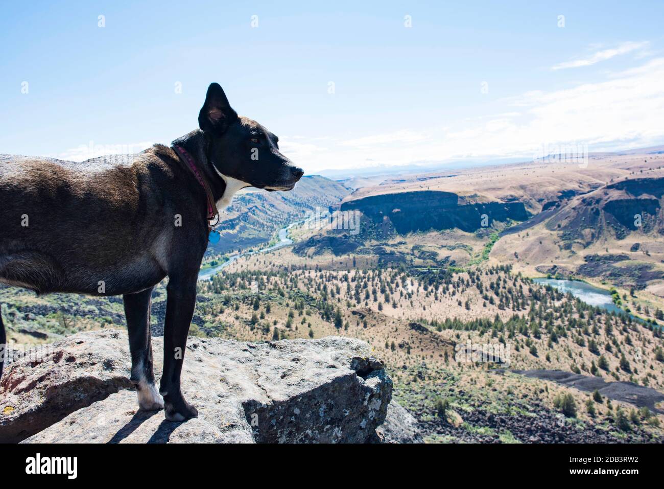 A dog enjoying the view with ears flapping in the wind Stock Photo - Alamy