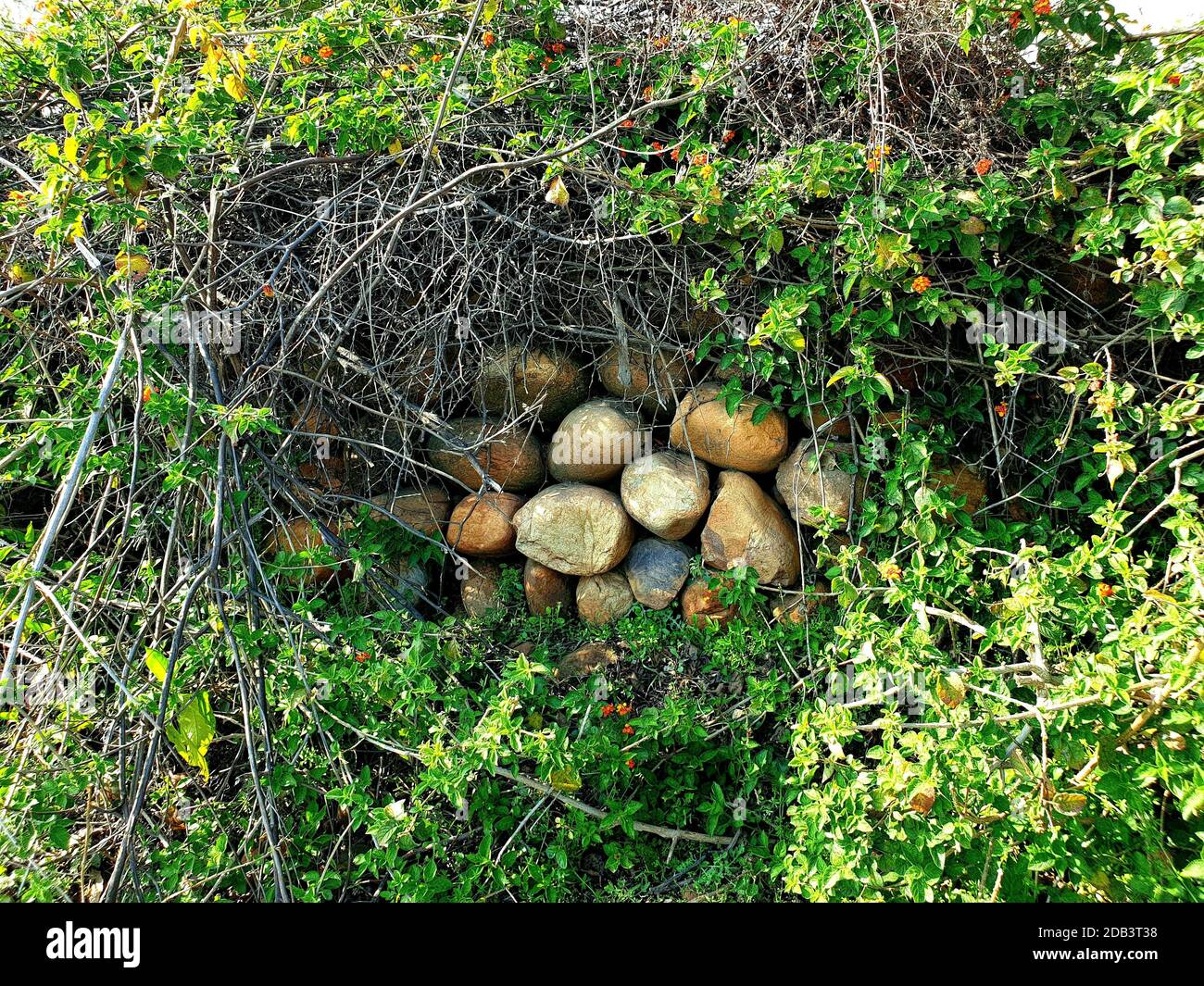 Stones rounded with greenery.Natural stone is used as architectural ...