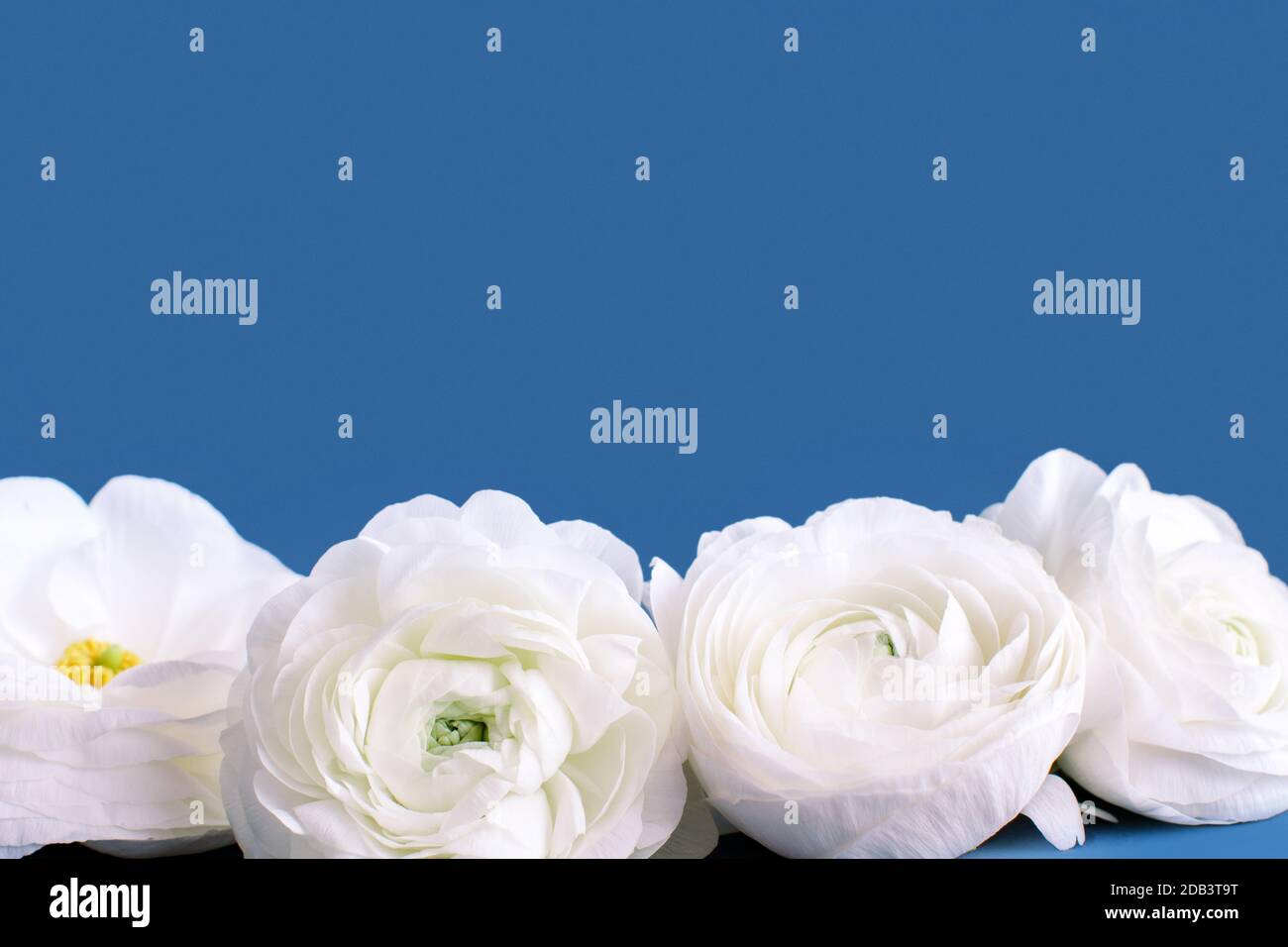 Cream ranunculus flowers on a blue background cloes up Stock Photo - Alamy