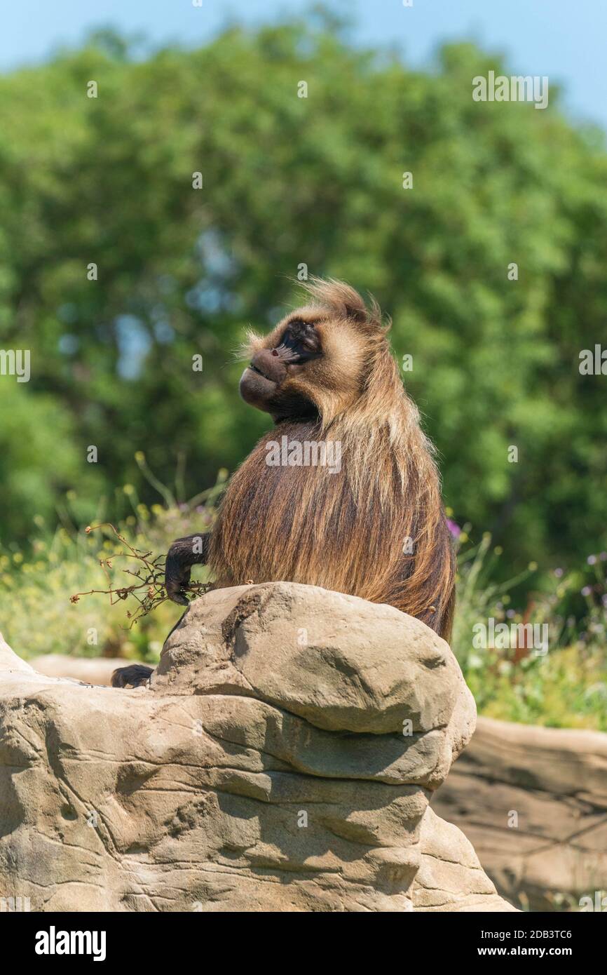 Male Gelada ((Theropithecus gelada) sitting on large rock, Wild Place ...
