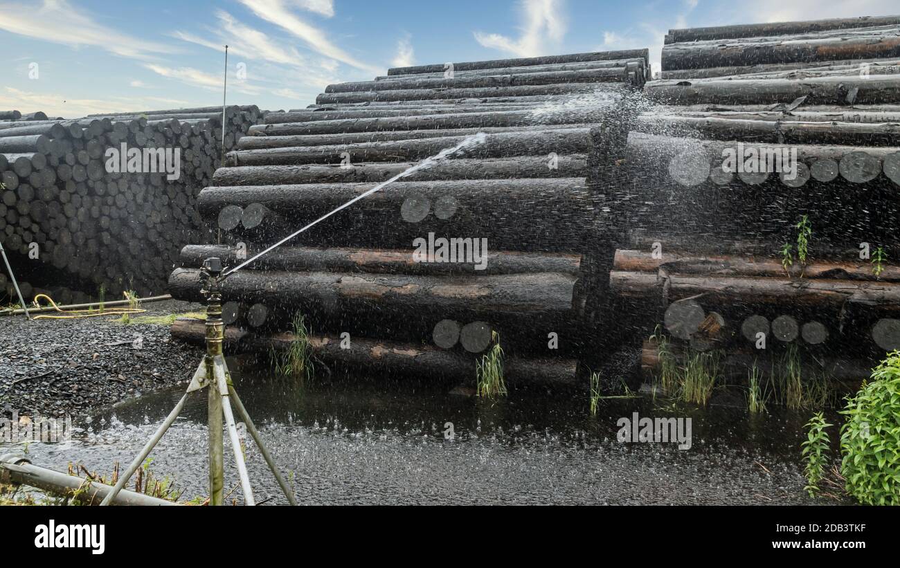 Tree trunks are sprayed with water using a spray system Stock Photo - Alamy