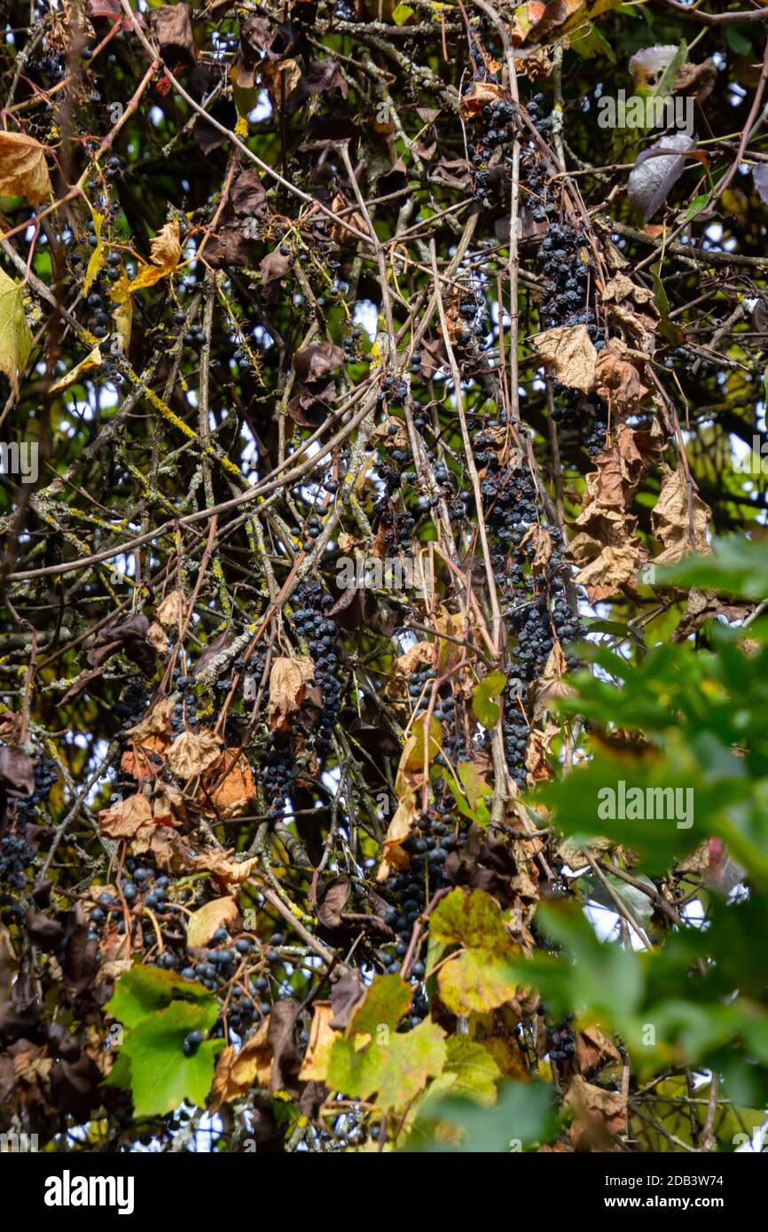 Wild grapevine with dried blue grapes Stock Photo - Alamy